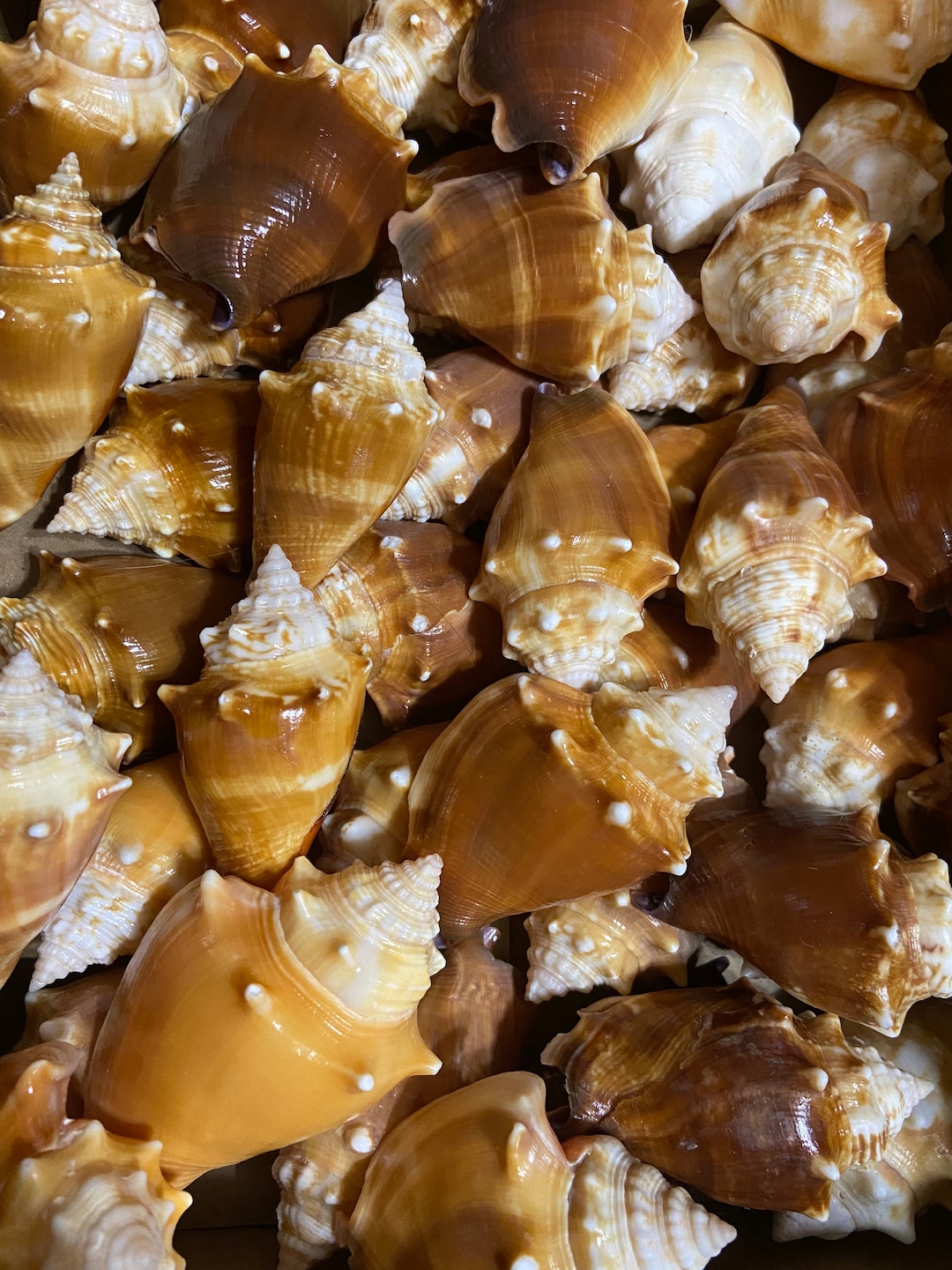 Florida Fighting Conch Shell - Etsy