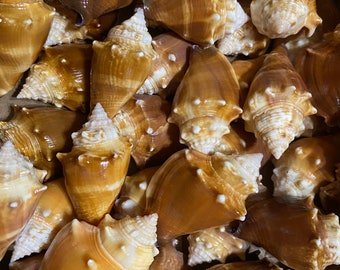 10 Florida Fighting Conch Shells Sea Shells Florida Sea - Etsy