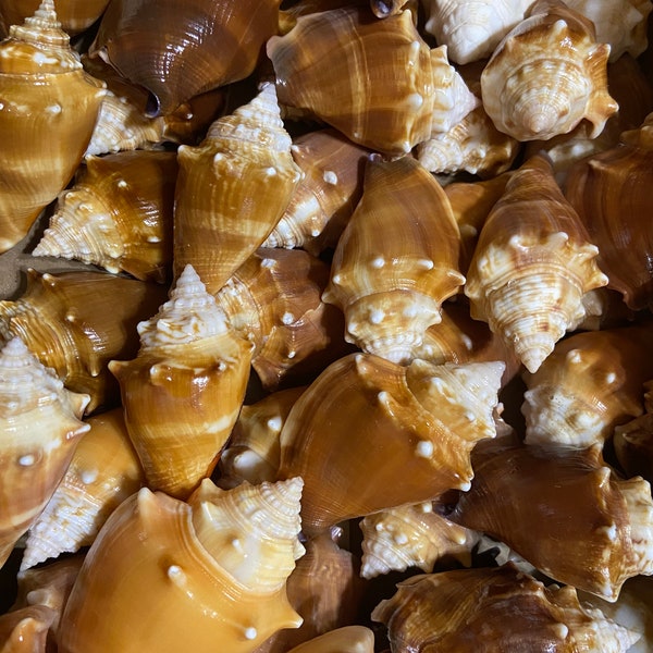 Florida Whelk Shell - Etsy