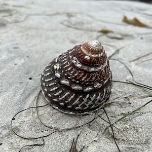 Unique Wavy Turban Snail Shell From California - Etsy