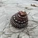 Unique Wavy Turban Snail Shell From California - Etsy