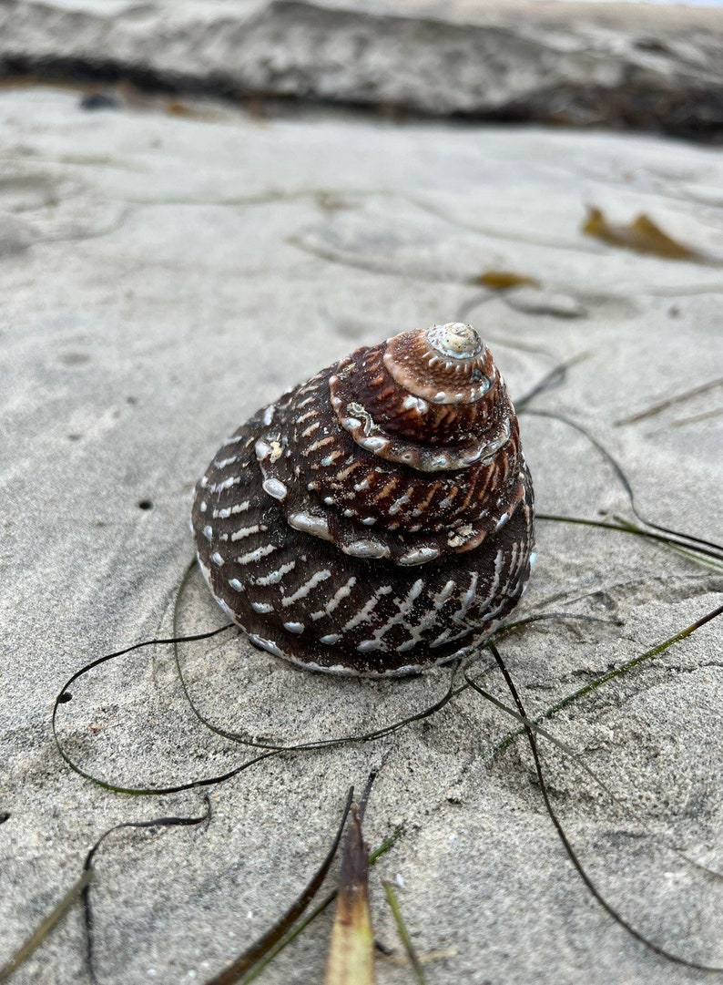 Unique Wavy Turban Snail Shell From California - Etsy