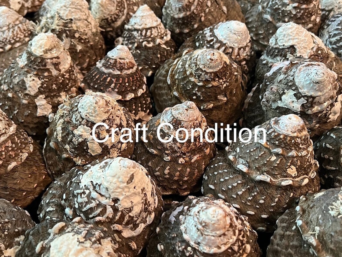 Unique Wavy Turban Snail Shell From California - Etsy