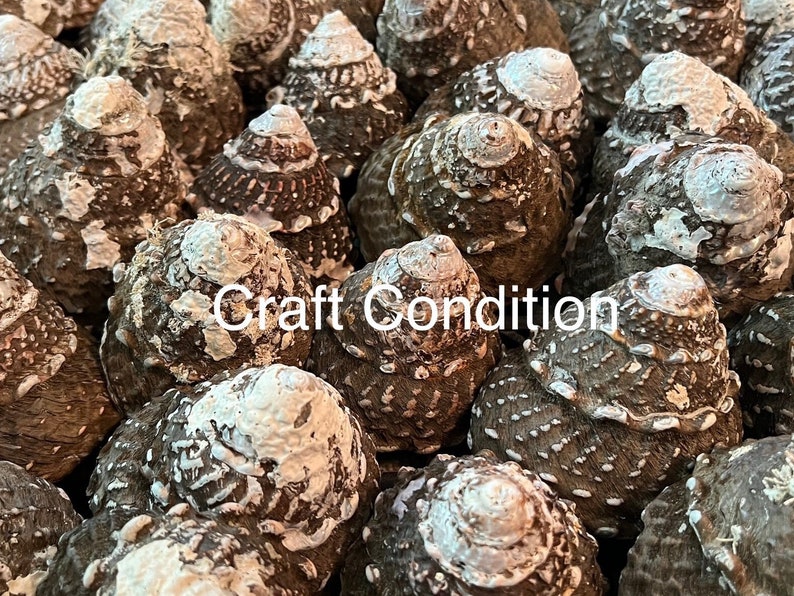 Unique Wavy Turban Snail Shell From California - Etsy