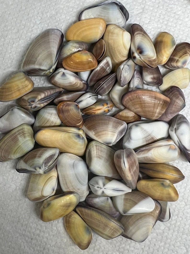 Tiny Paired Coquina Bean Clam Sets for Seashell Crafts Butterfly Shells ...