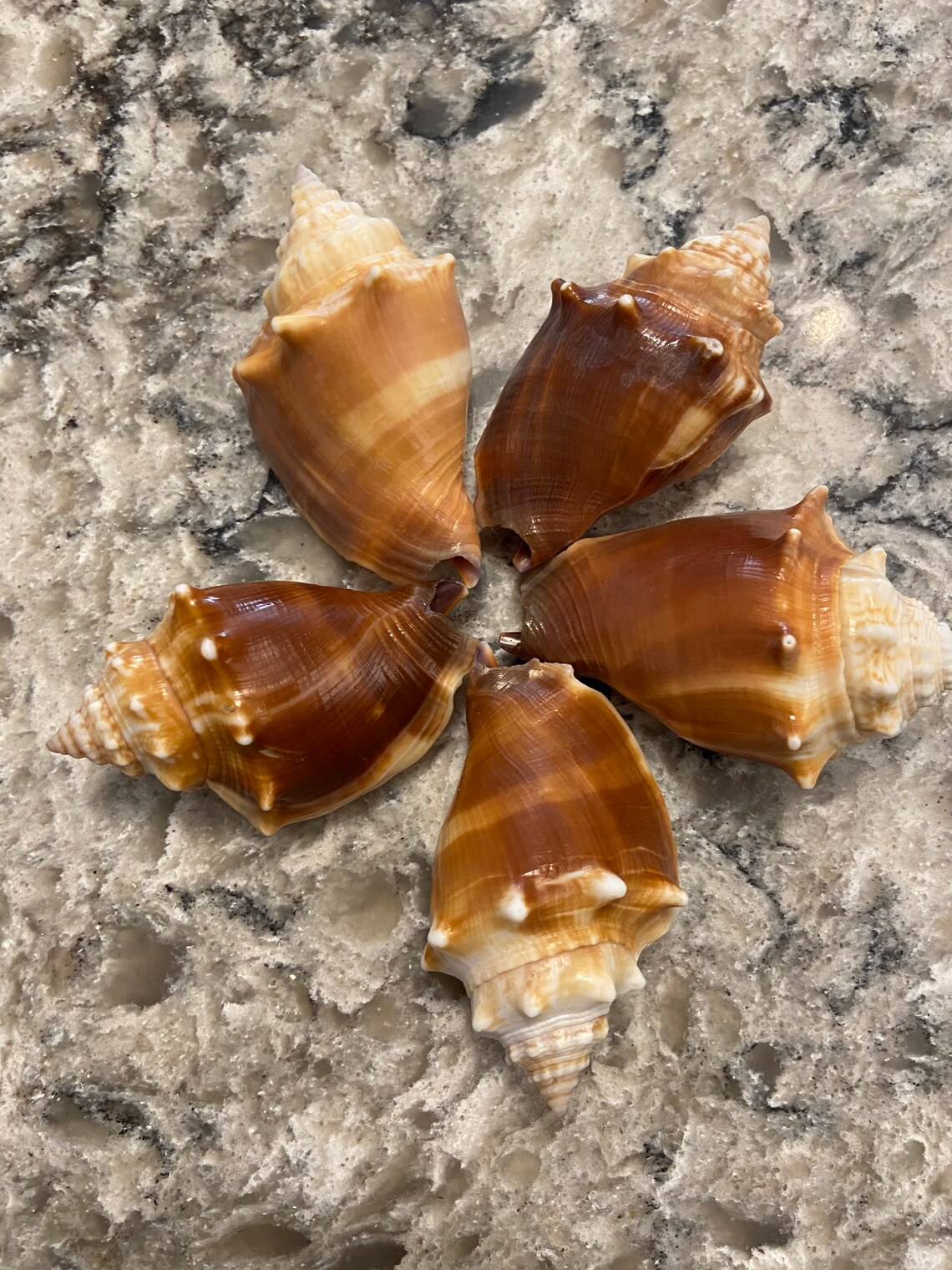 Florida Fighting Conch Shell - Etsy