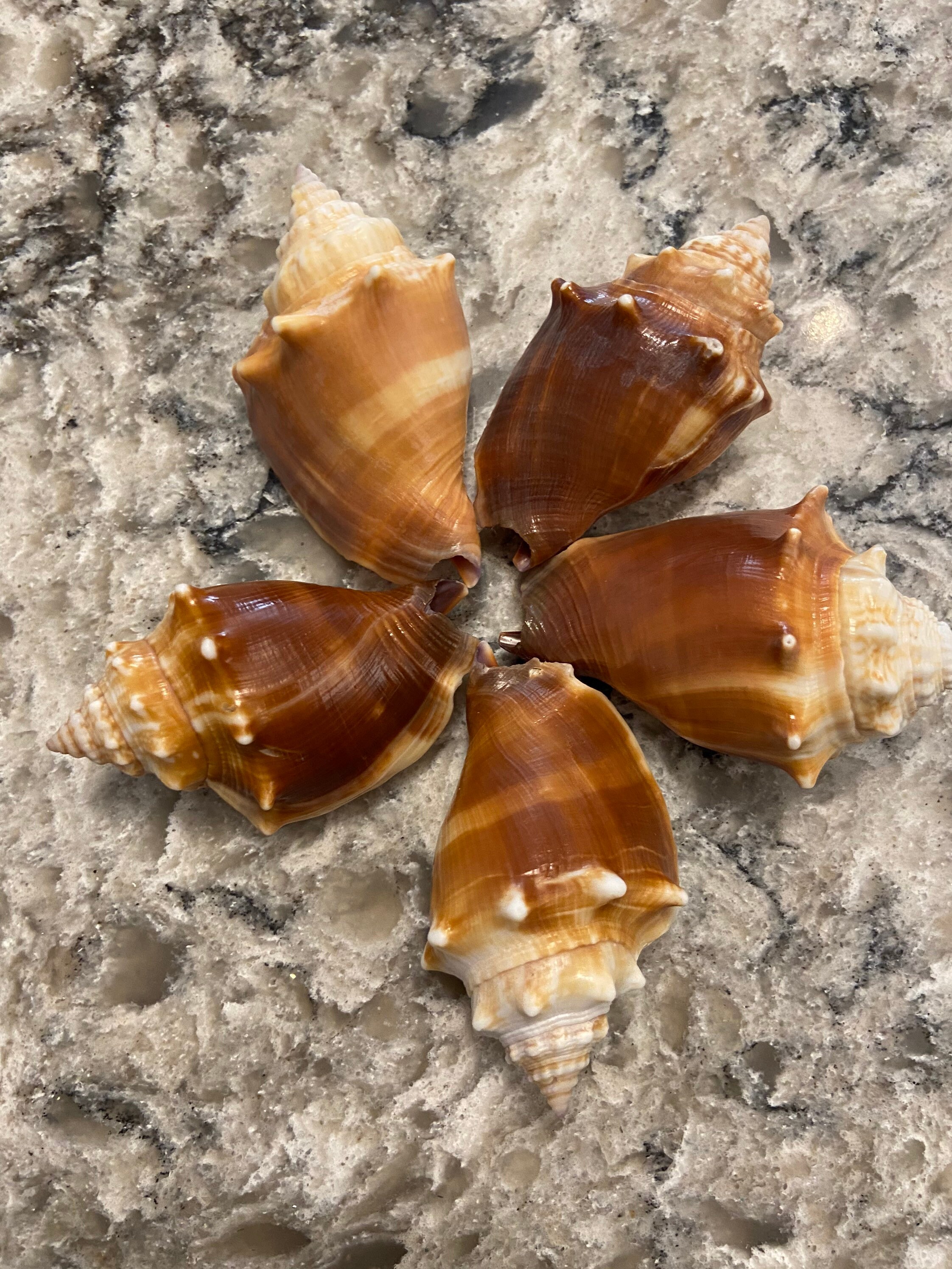 Florida Fighting Conch Shell - Etsy