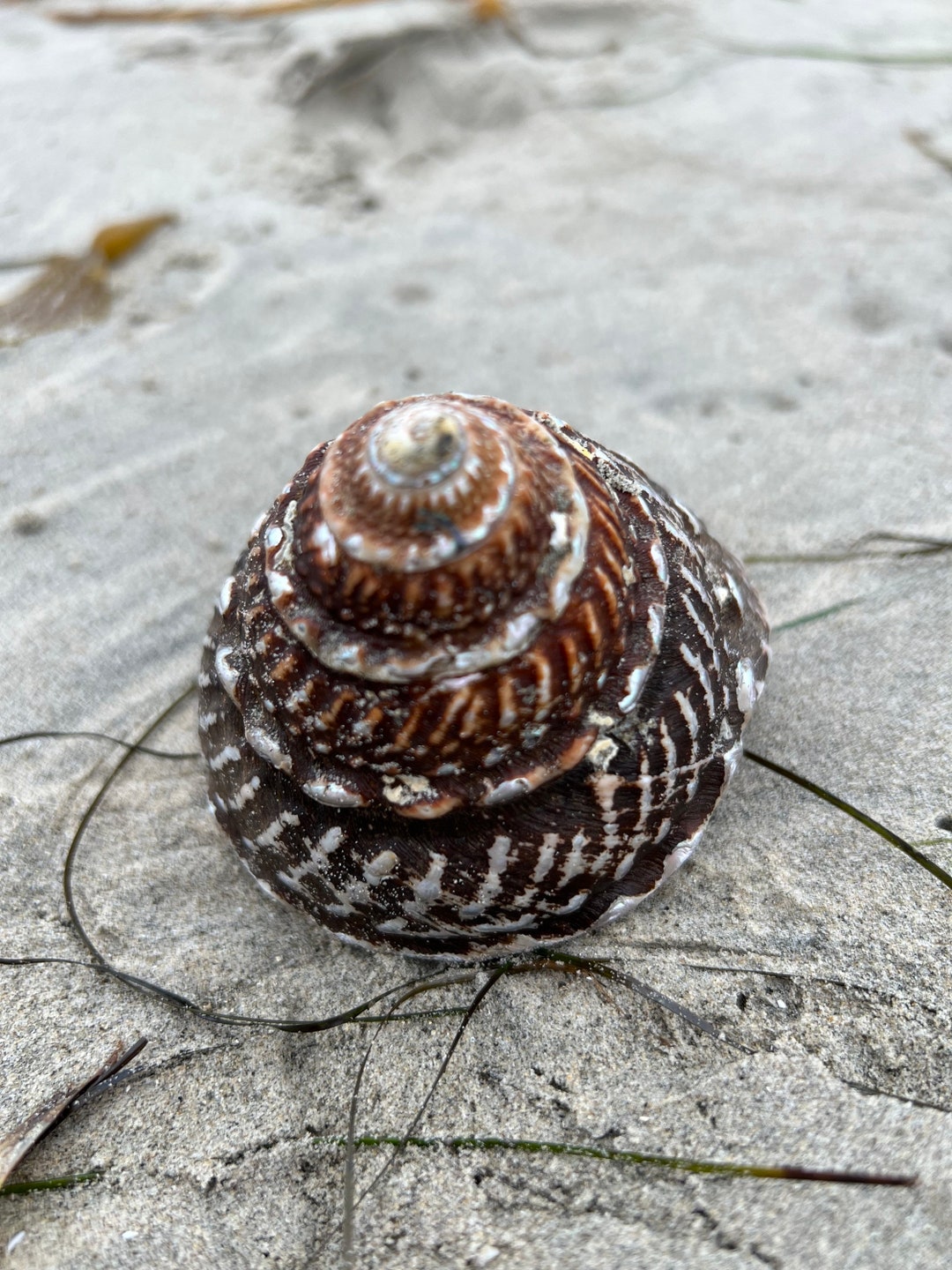 Unique Wavy Turban Snail Shell From California - Etsy