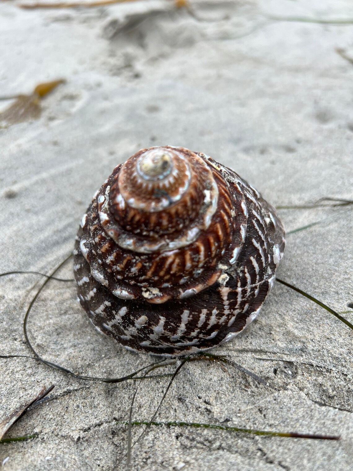 Unique Wavy Turban Snail Shell From California - Etsy