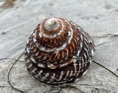 Unique Wavy Turban Snail Shell From California - Etsy