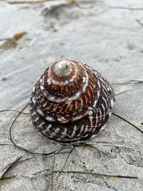 Concha De Caracol Fotos Gratis : Produce, Invertebrado, Concha,