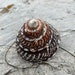 Unique Wavy Turban Snail Shell From California - Etsy