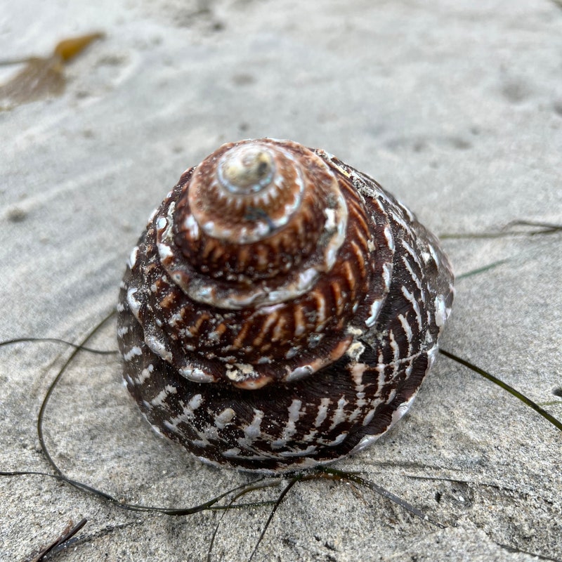Snail Shells - Etsy