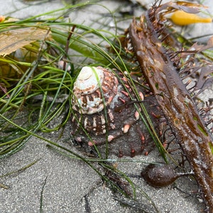 Unique Wavy Turban Snail Shell From California - Etsy