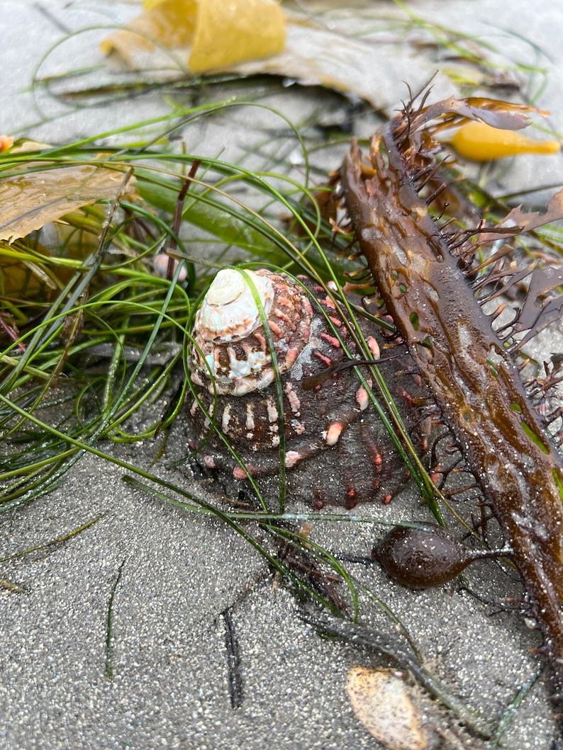 Unique Wavy Turban Snail Shell From California - Etsy