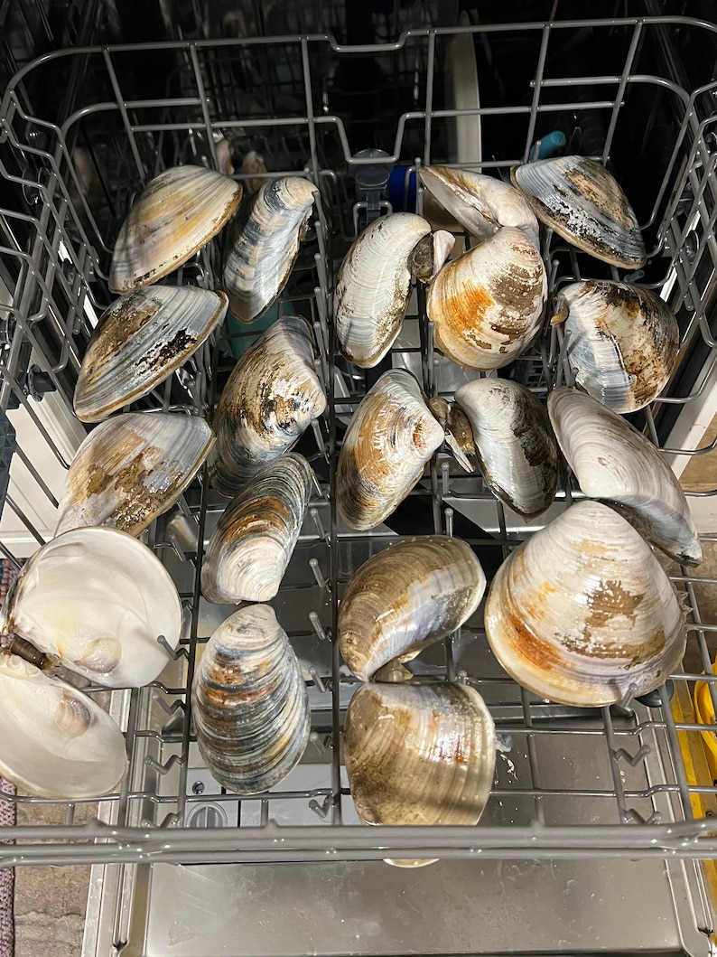 Extra Large Clam Shells for Crafts - Etsy