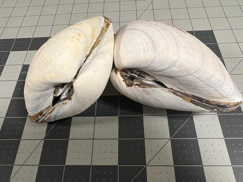 Extra Large Clam Shells for Crafts - Etsy