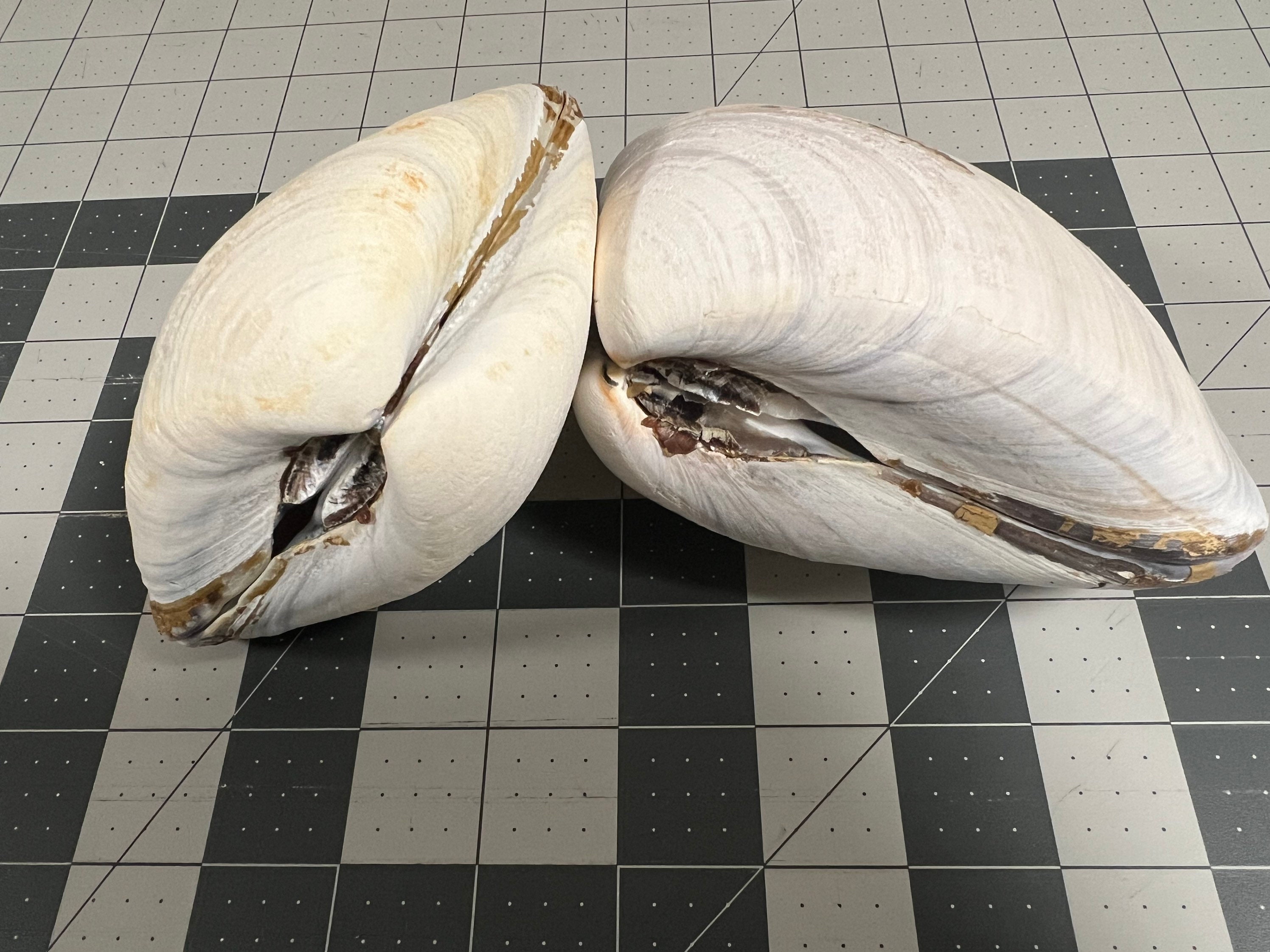 Extra Large Clam Shells for Crafts - Etsy