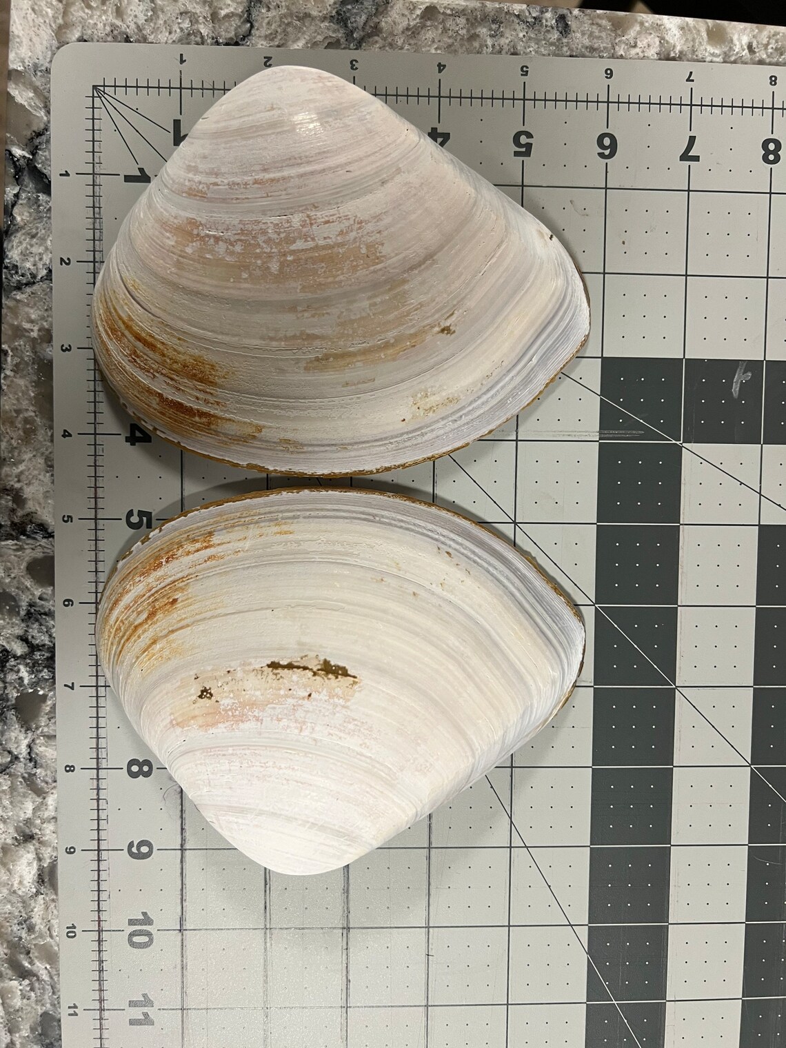 Extra Large Clam Shells for Crafts - Etsy