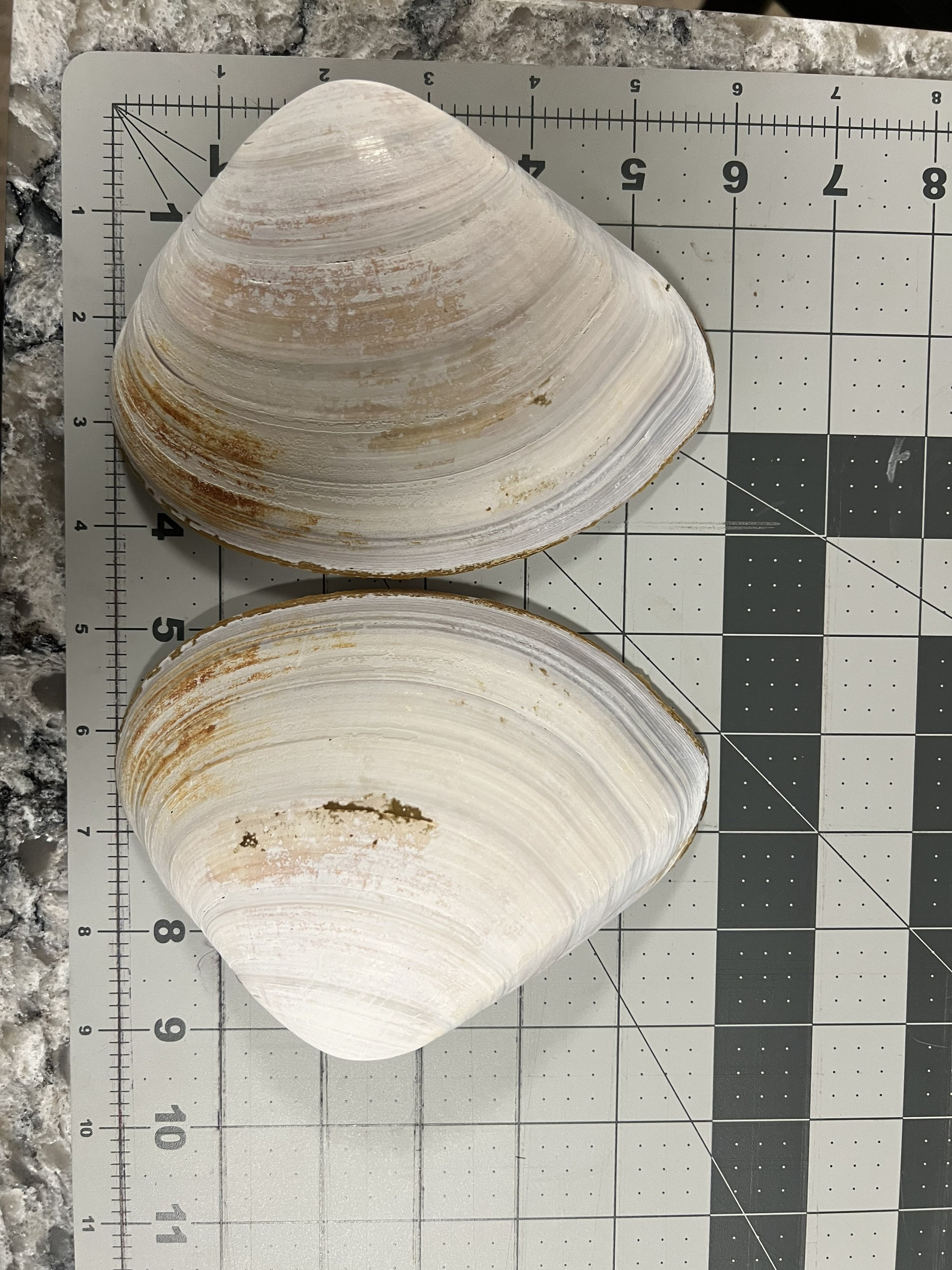 Extra Large Clam Shells for Crafts - Etsy