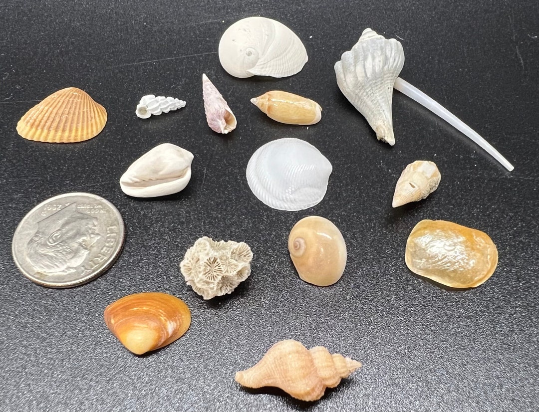 Curated Collection of Mini Sea Shells and Micro Shells From Myrtle ...