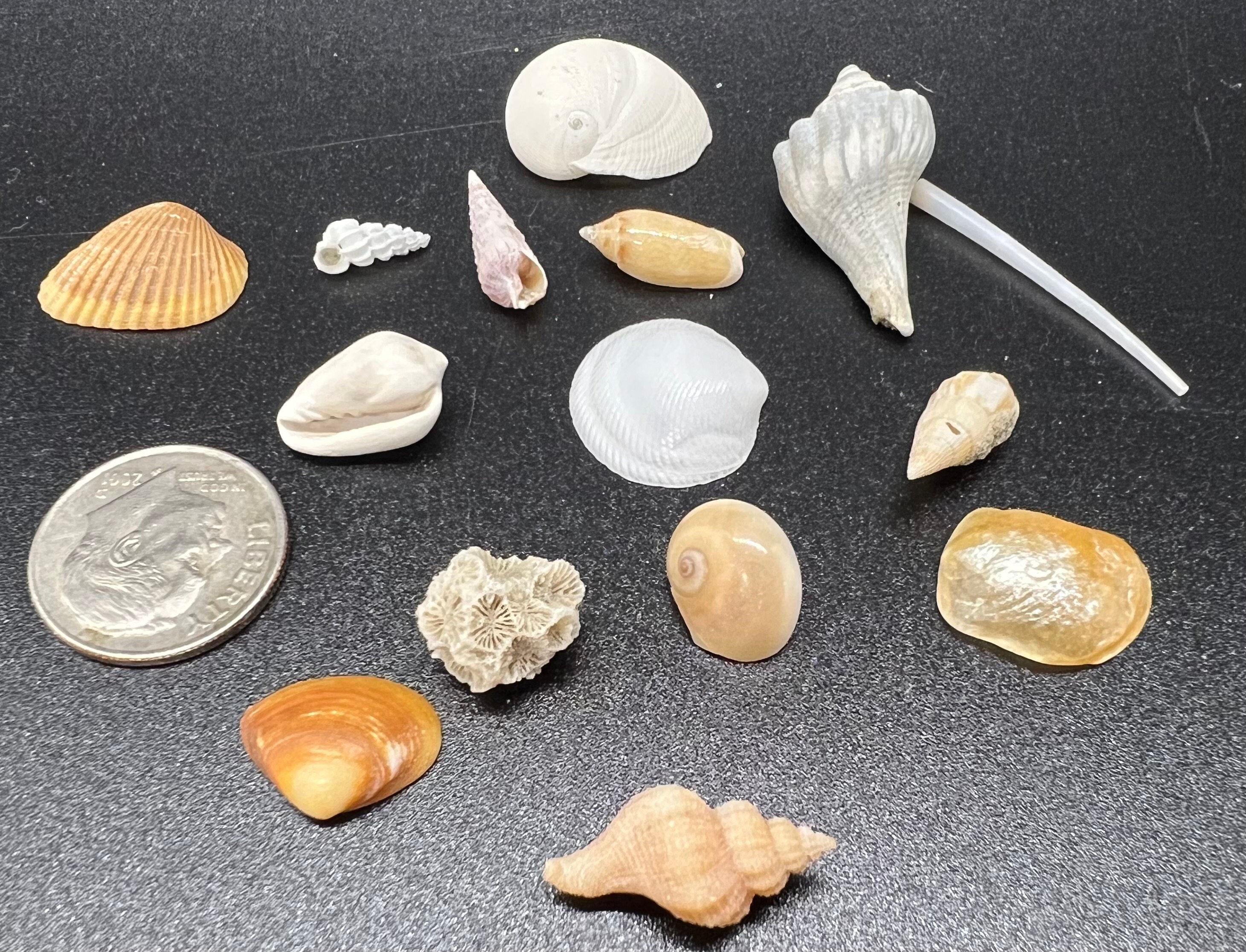 Curated Collection of Mini Sea Shells From Myrtle Beach - Etsy