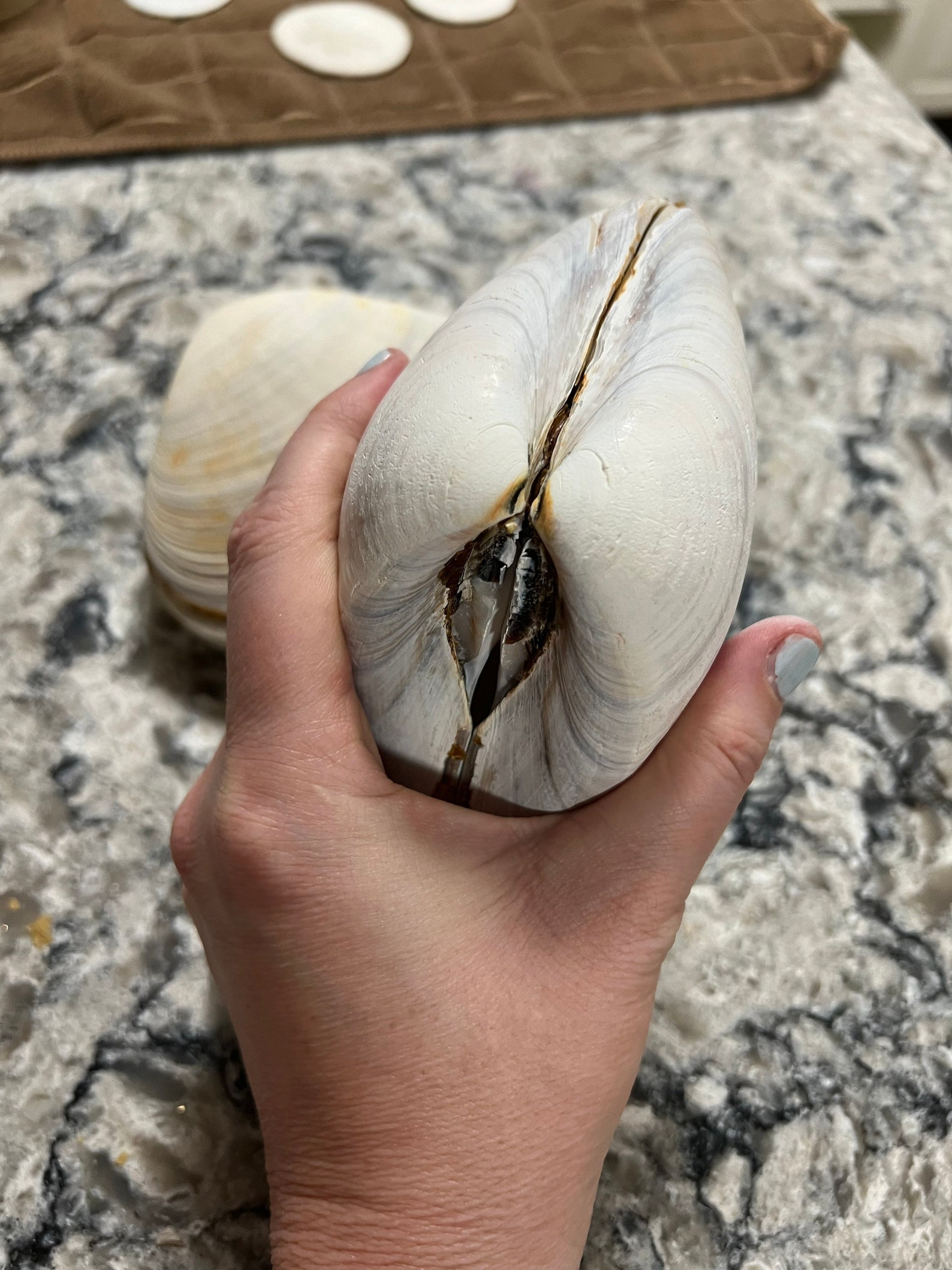 Extra Large Clam Shells for Crafts - Etsy