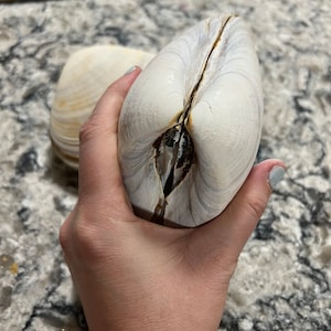 Extra Large Clam Shells for Crafts - Etsy