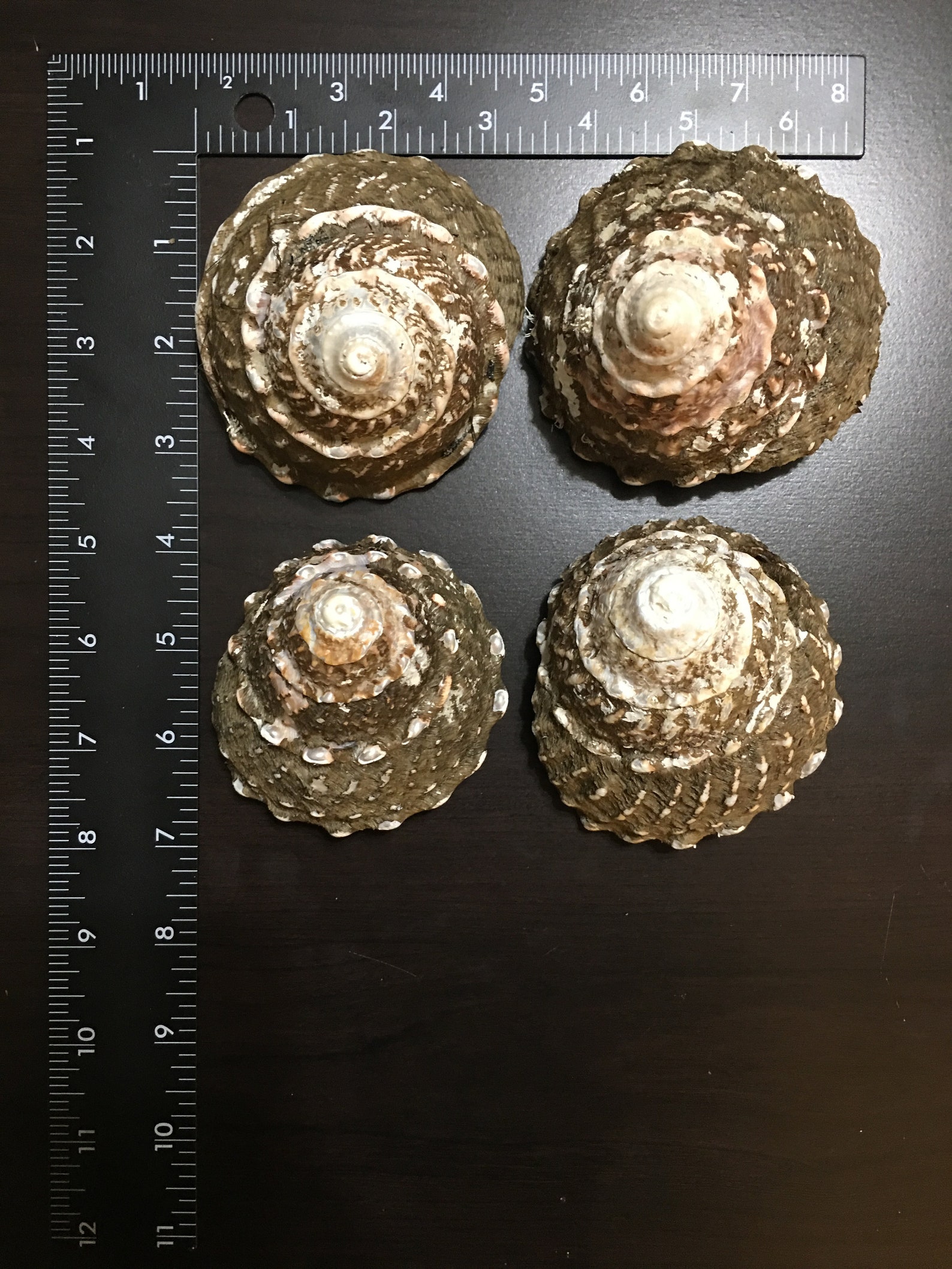 Unique Wavy Turban Snail Shell From California - Etsy