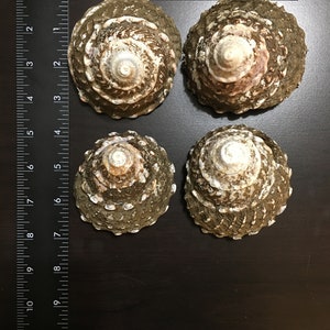 Unique Wavy Turban Snail Shell From California - Etsy