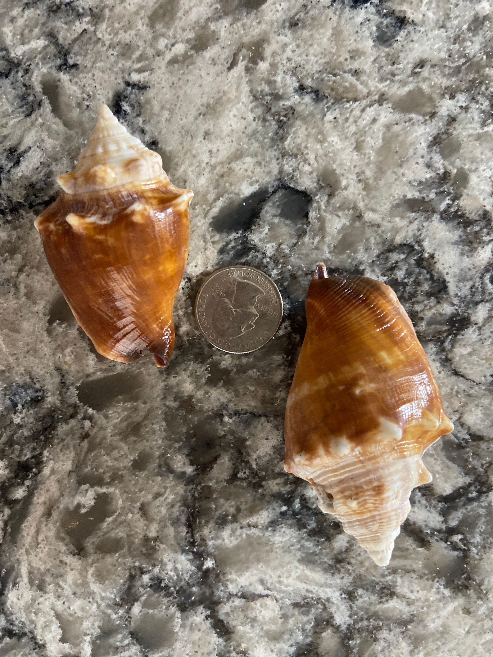 Florida Fighting Conch Shell - Etsy