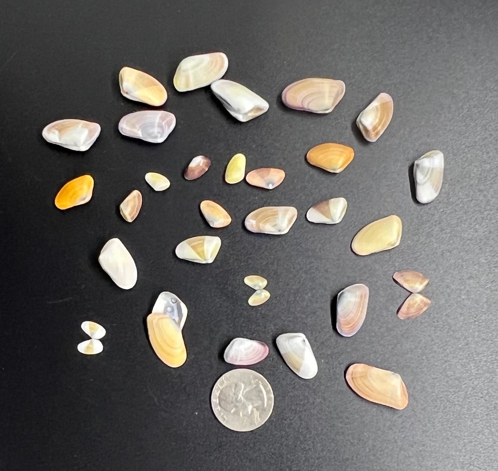 Tiny Paired Coquina Bean Clam Sets for Seashell Crafts Butterfly Shells ...