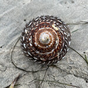 Unique Wavy Turban Snail Shell From California - Etsy