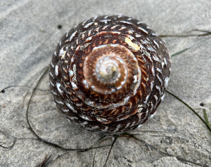Unique Wavy Turban Snail Shell From California - Etsy