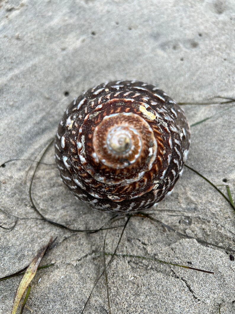 Unique Wavy Turban Snail Shell From California - Etsy