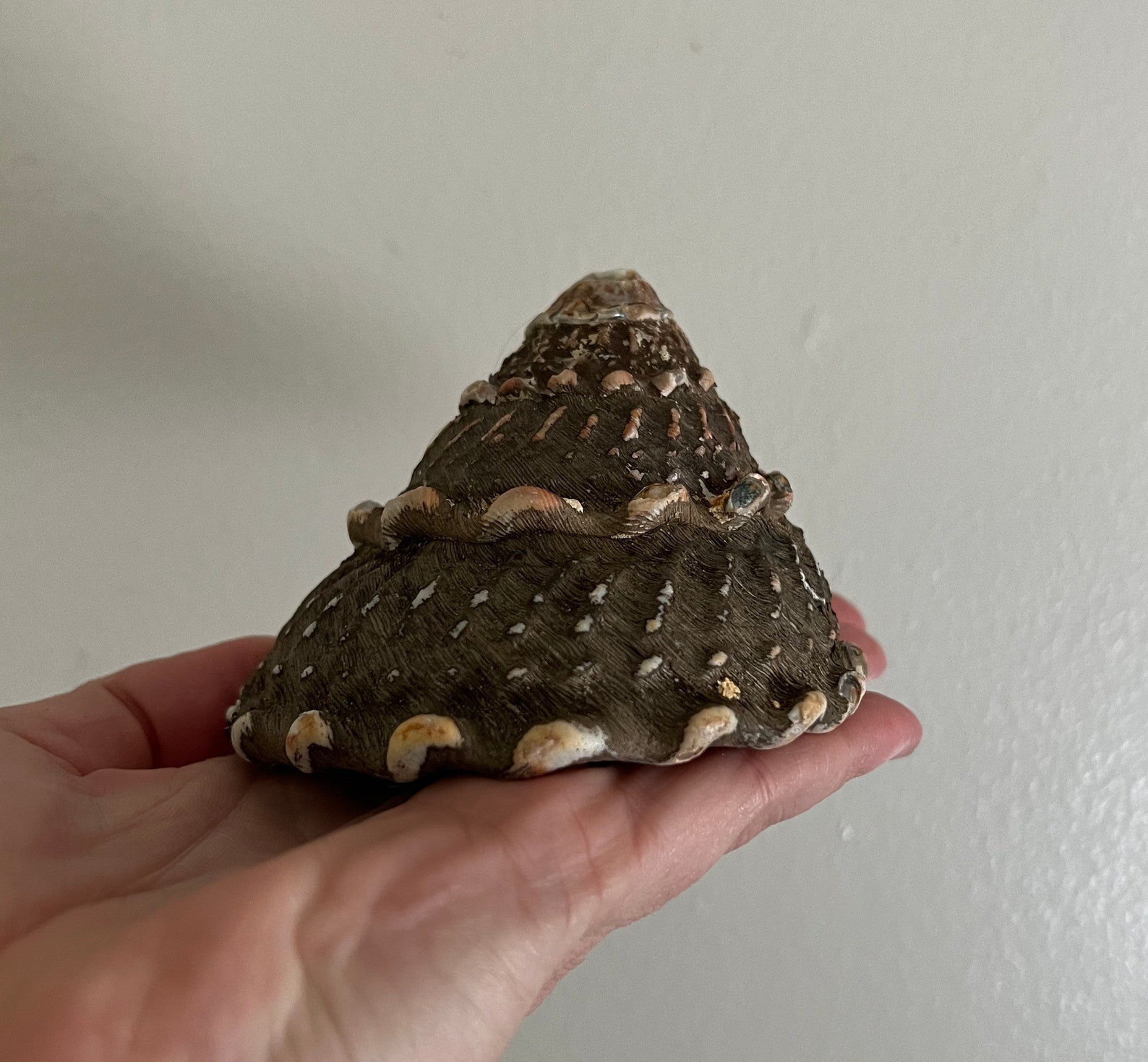 Unique Wavy Turban Snail Shell From California - Etsy