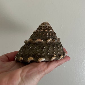 Unique Wavy Turban Snail Shell From California - Etsy