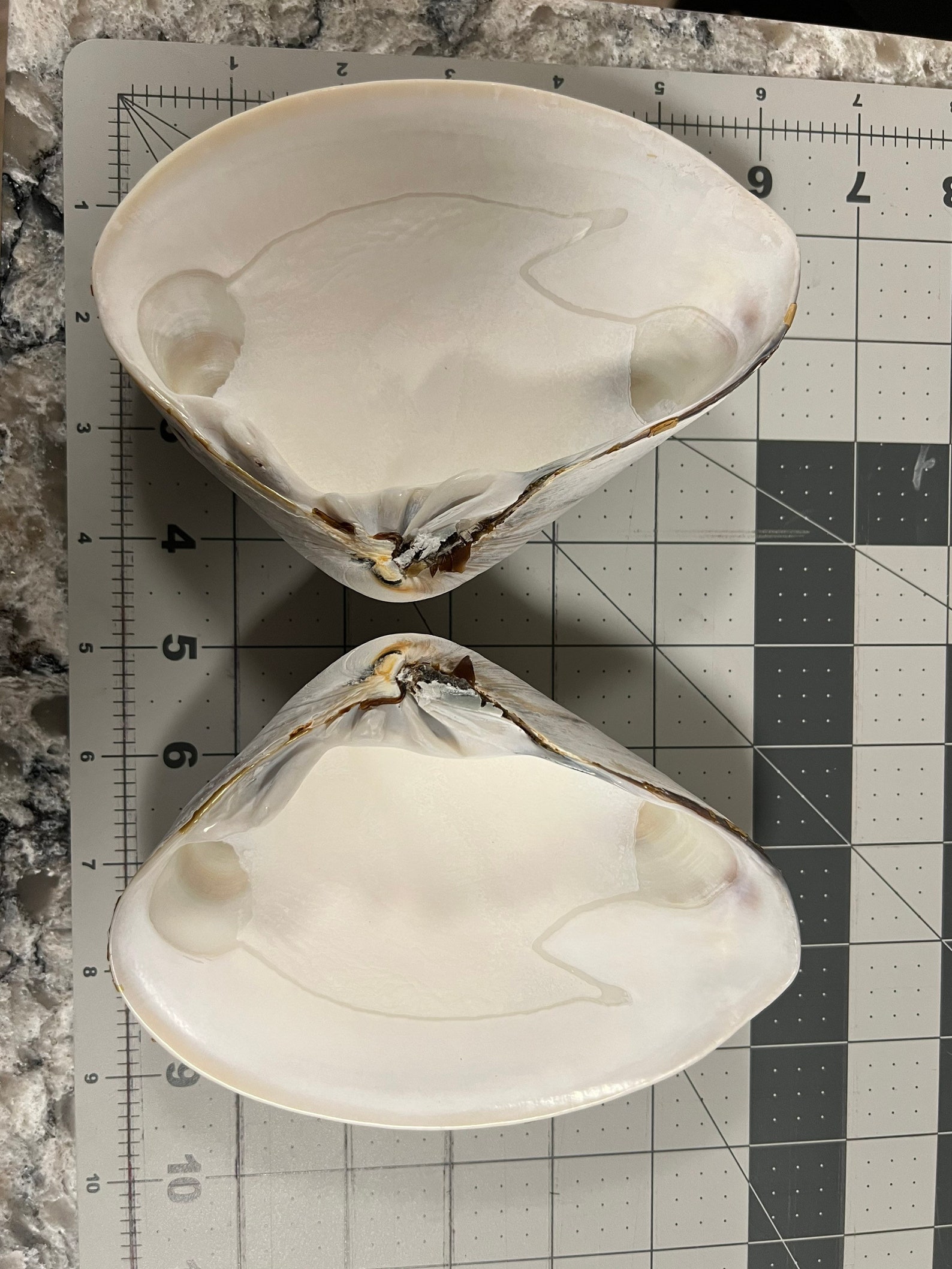 Extra Large Clam Shells for Crafts - Etsy