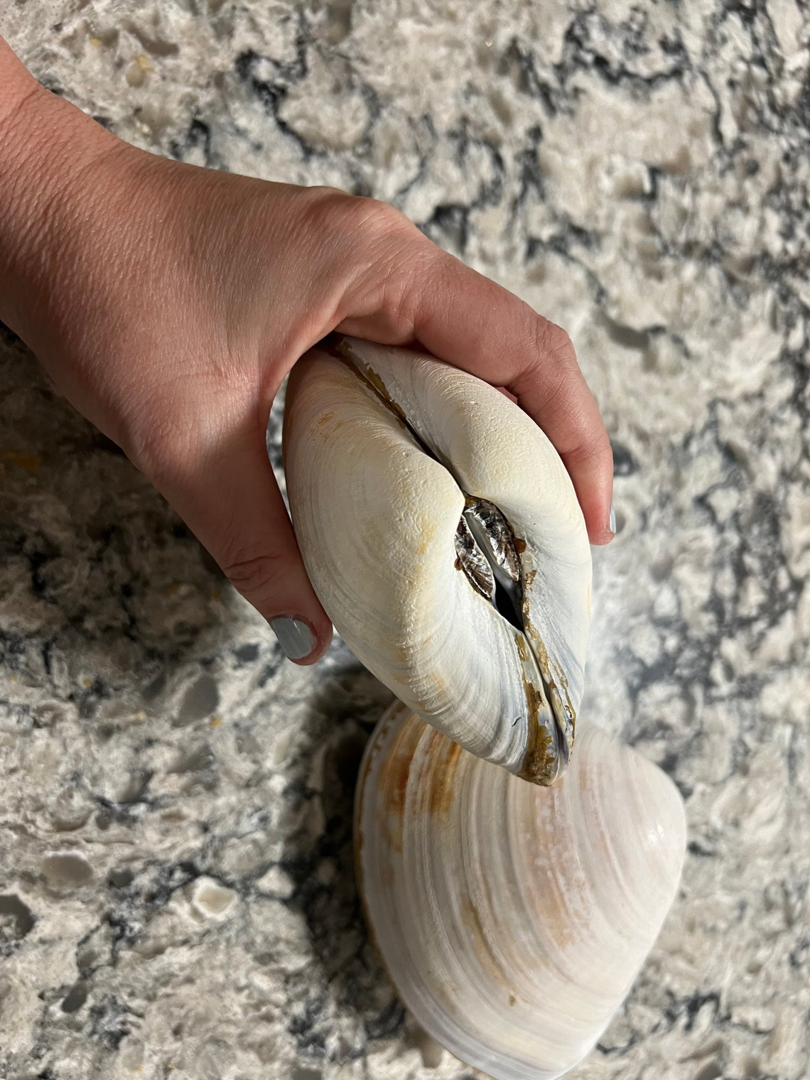 Extra Large Clam Shells for Crafts - Etsy