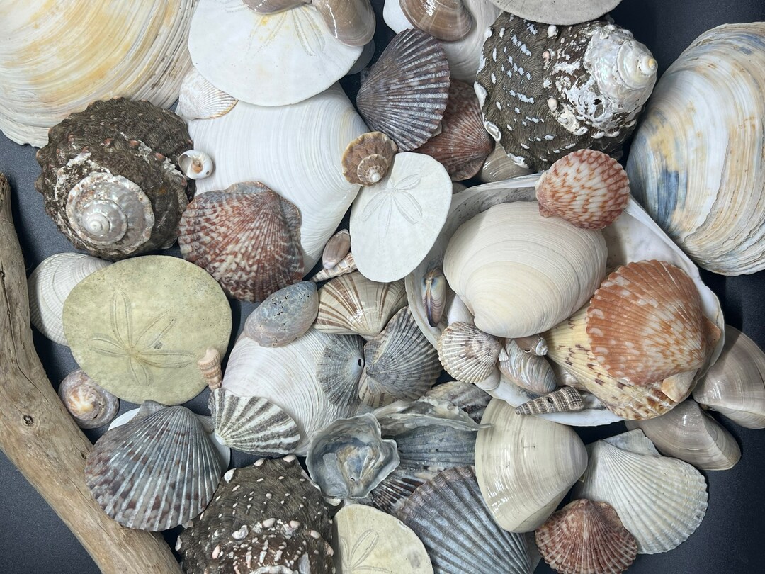 1/4 Lb Southern California Shell Beach Collection - Etsy