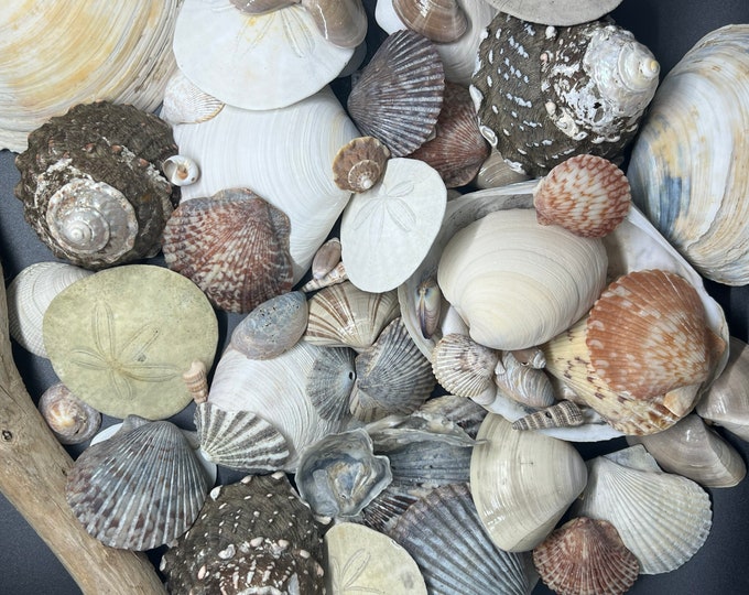 1/4 Lb Southern California Shell Beach Collection - Etsy