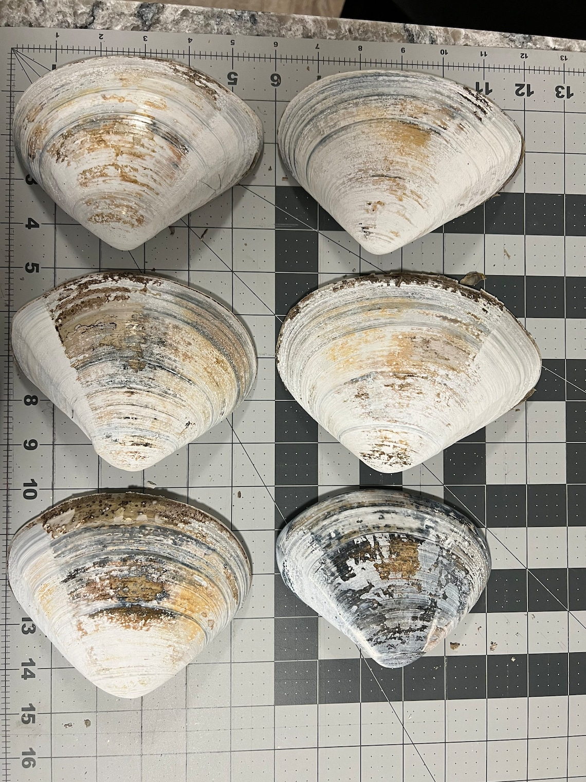Extra Large Clam Shells for Crafts - Etsy