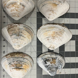 Extra Large Clam Shells for Crafts - Etsy
