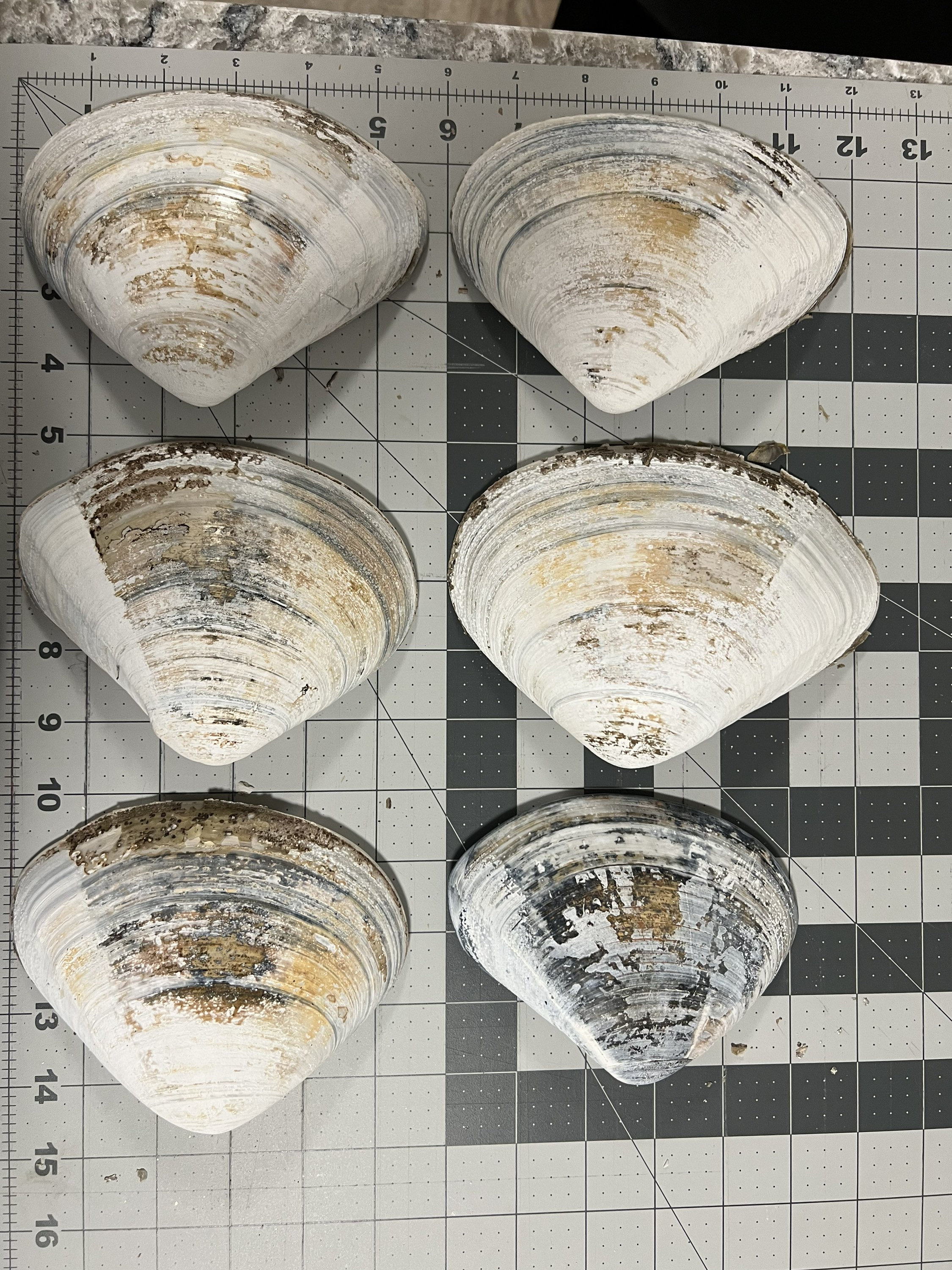 Extra Large Clam Shells for Crafts - Etsy