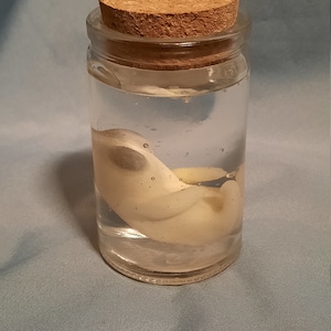 Alien Fetus in a Jar - Etsy
