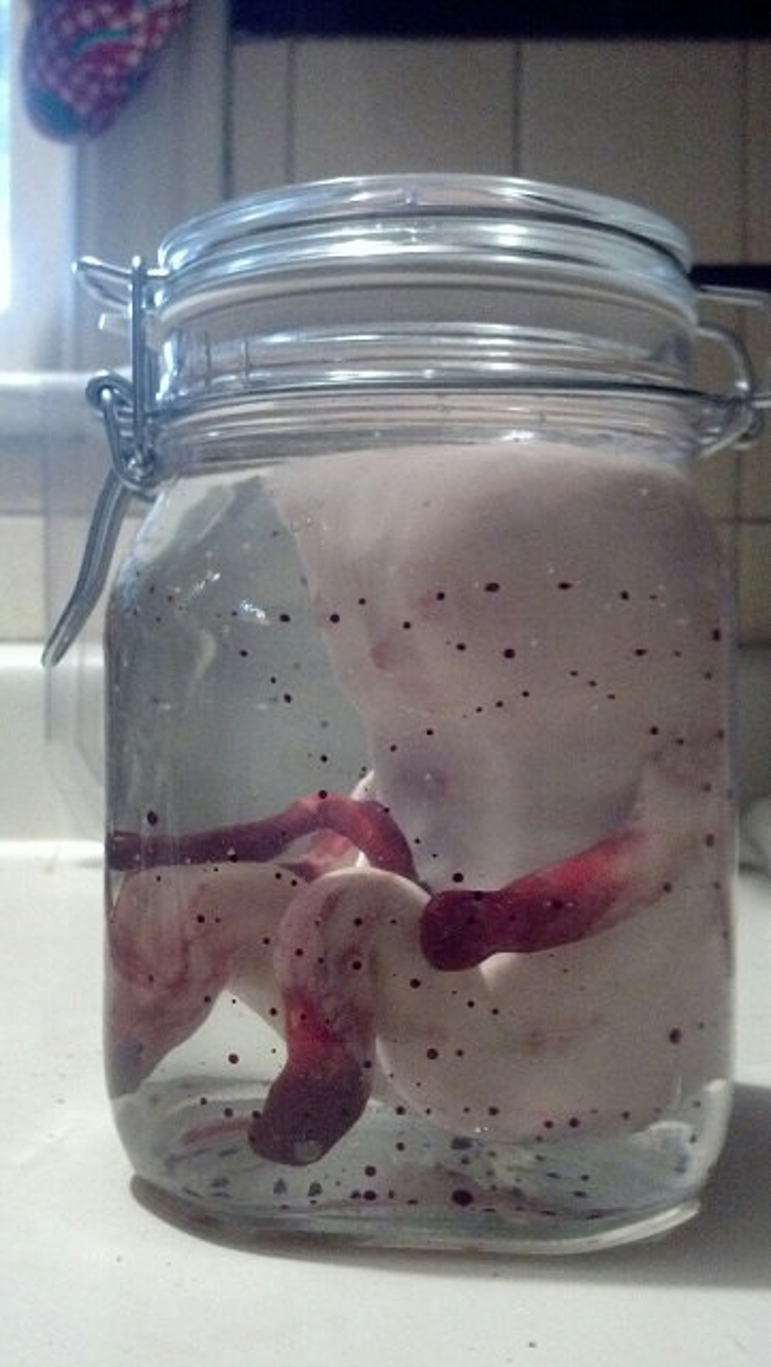 MATURE: Fetus in a Jar - Etsy