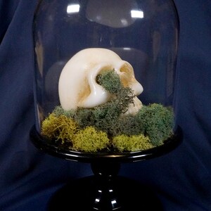 Small Human Skull Faux Taxidermy - Etsy