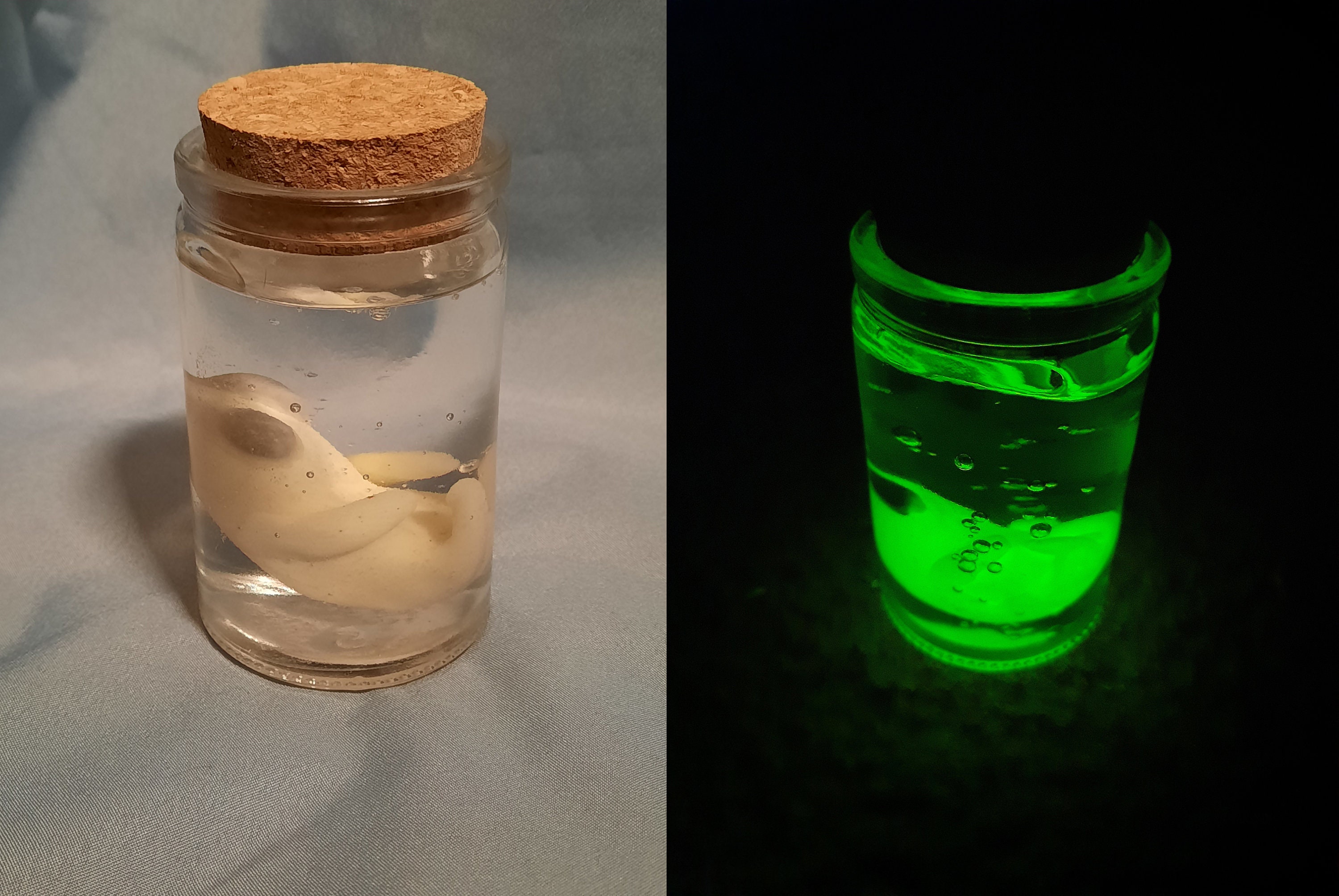 Alien Fetus in a Jar - Etsy