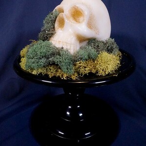 Small Human Skull Faux Taxidermy - Etsy