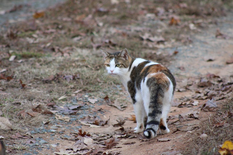 Calico Barn Cat Prints - Etsy